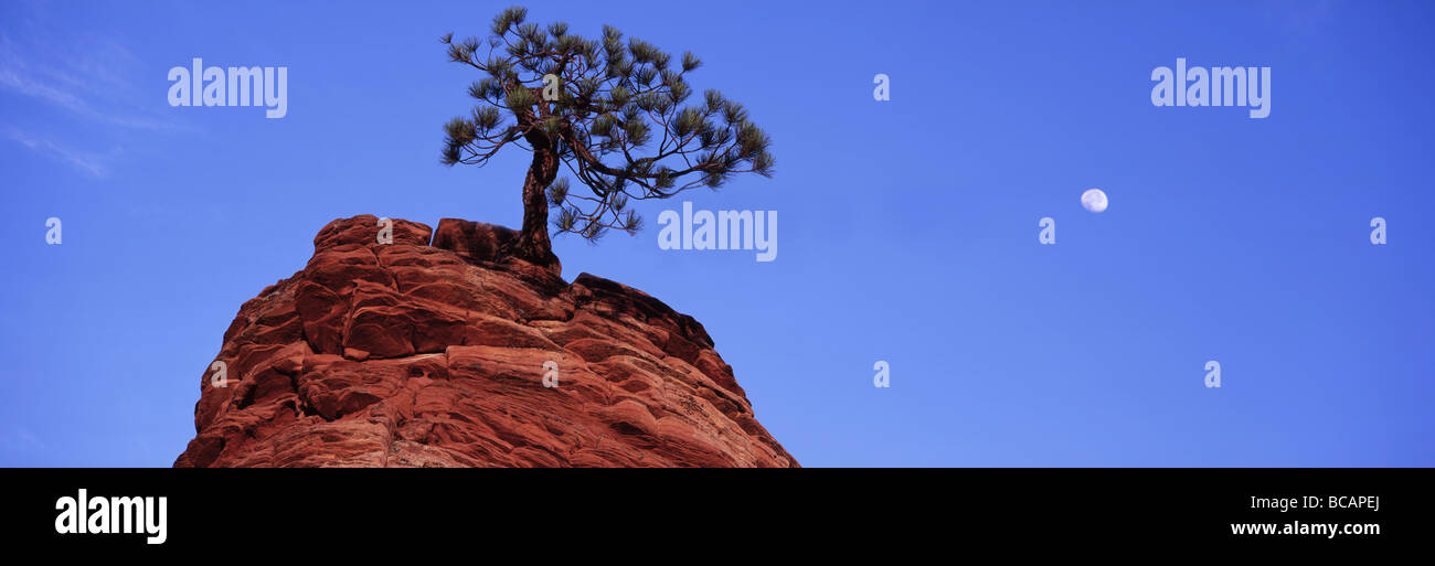 Full moon single tree hi-res stock photography and images - Alamy