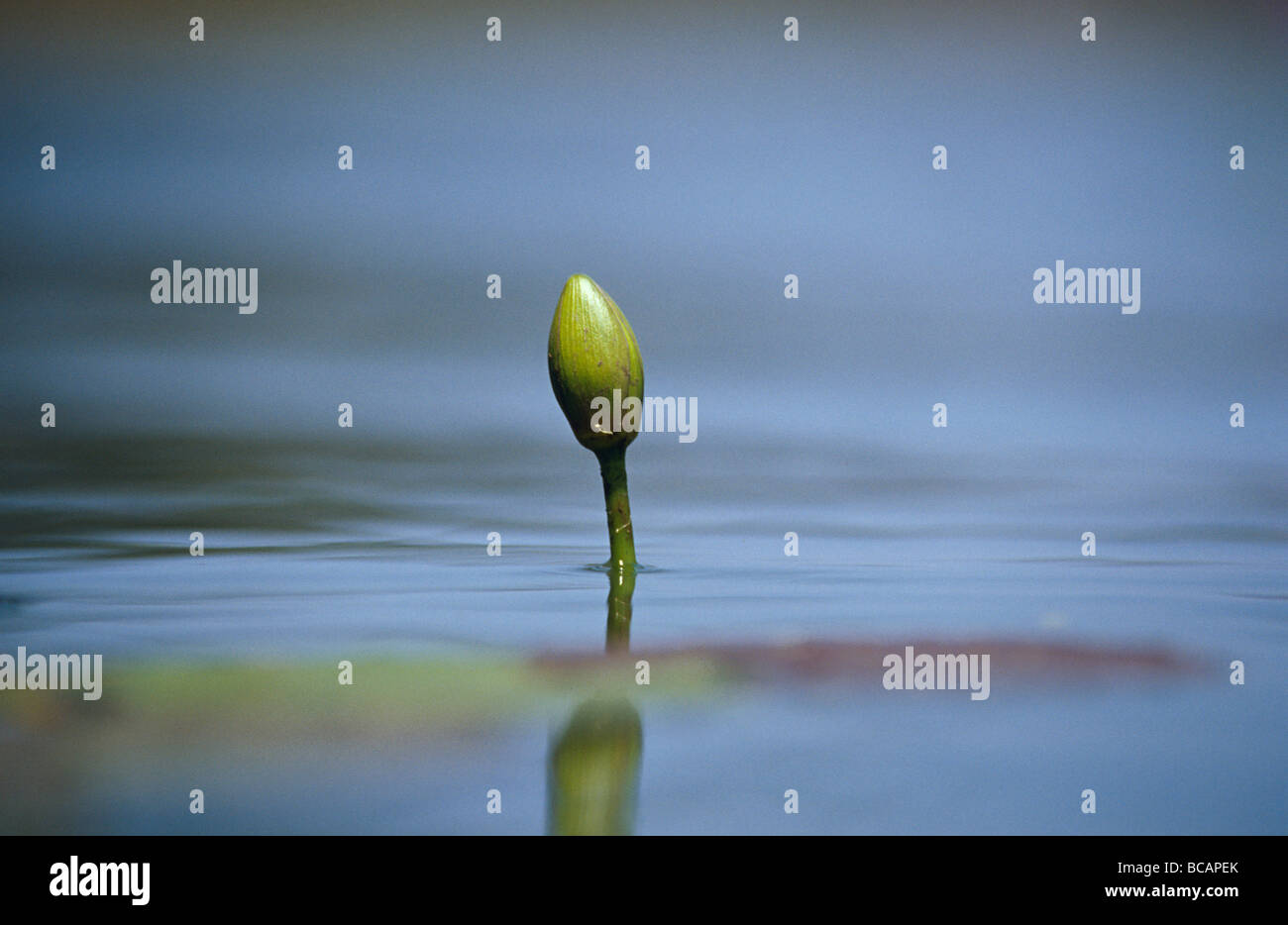 Emerging flower hi-res stock photography and images - Alamy