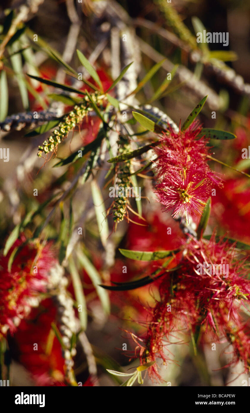 Wattle day australia hi-res stock photography and images - Alamy