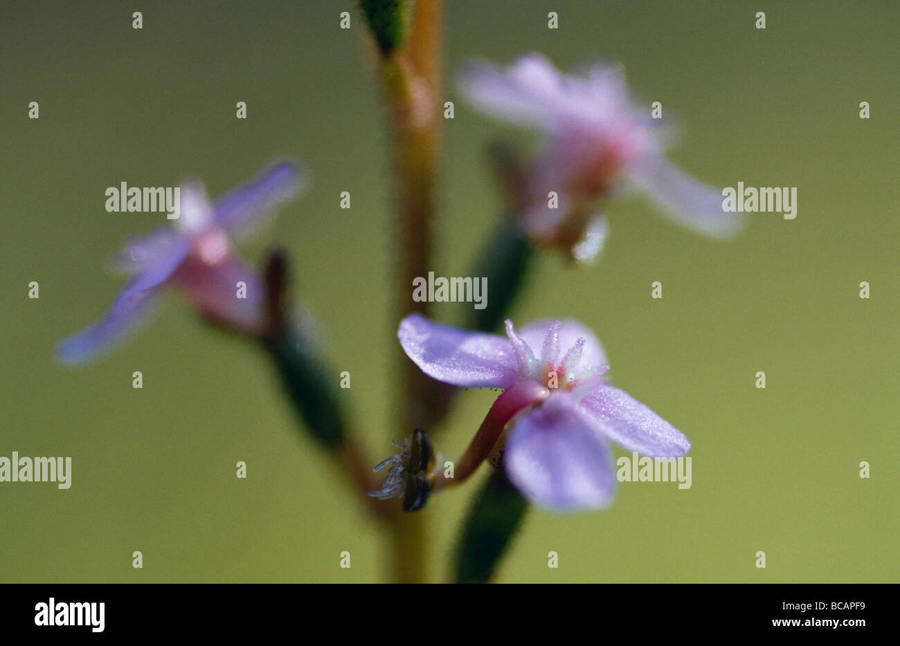 A delicate pretty Grass Trigger Plant, Stylidium Graminifolium Stock ...