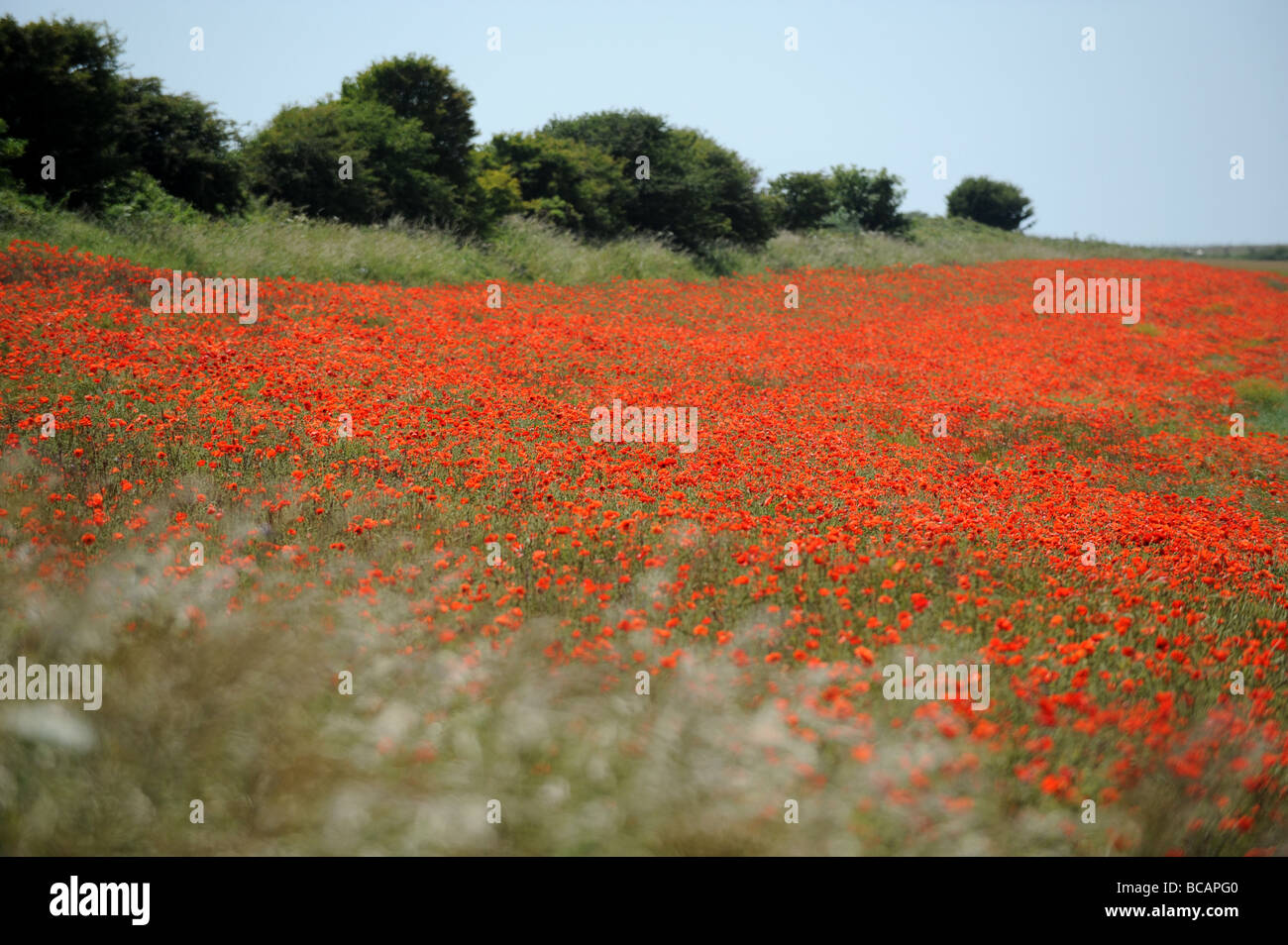 Poppy field just north of Brighton at Falmer in East Sussex England UK ...