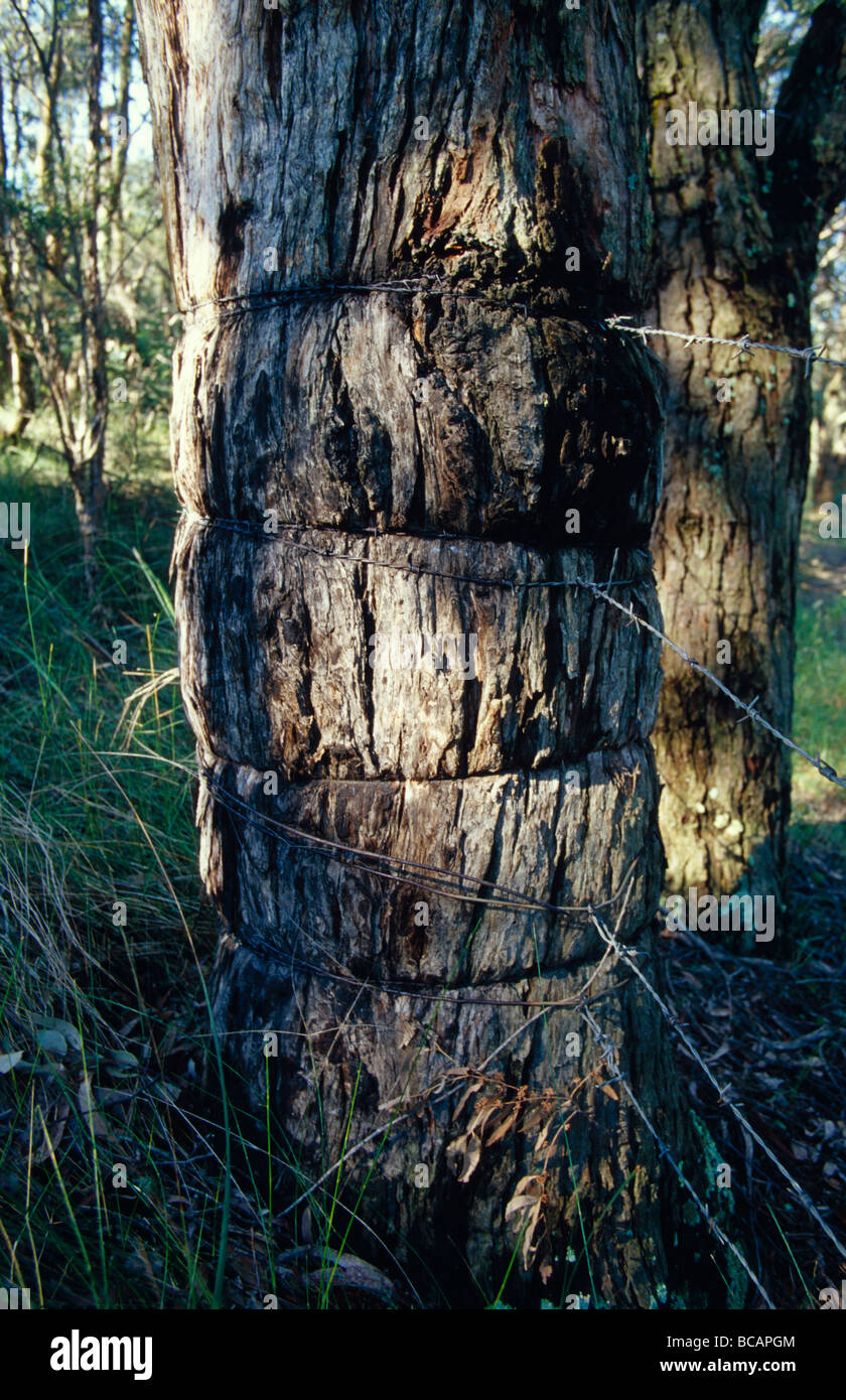 A barbed wire fence cuts into the bark of a growing tree trunk Stock ...