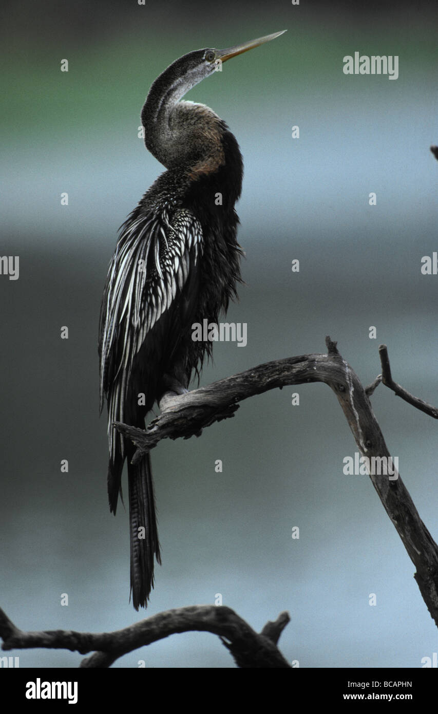 An elegant Darter, aka Snake Bird, roosting on a branch Stock Photo - Alamy