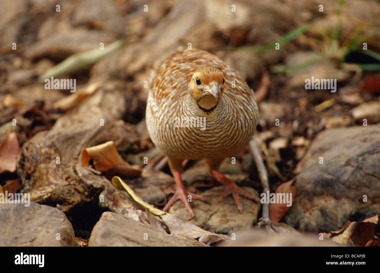 A Grey Partridge with pretty dappled feathers in the forest shadows ...