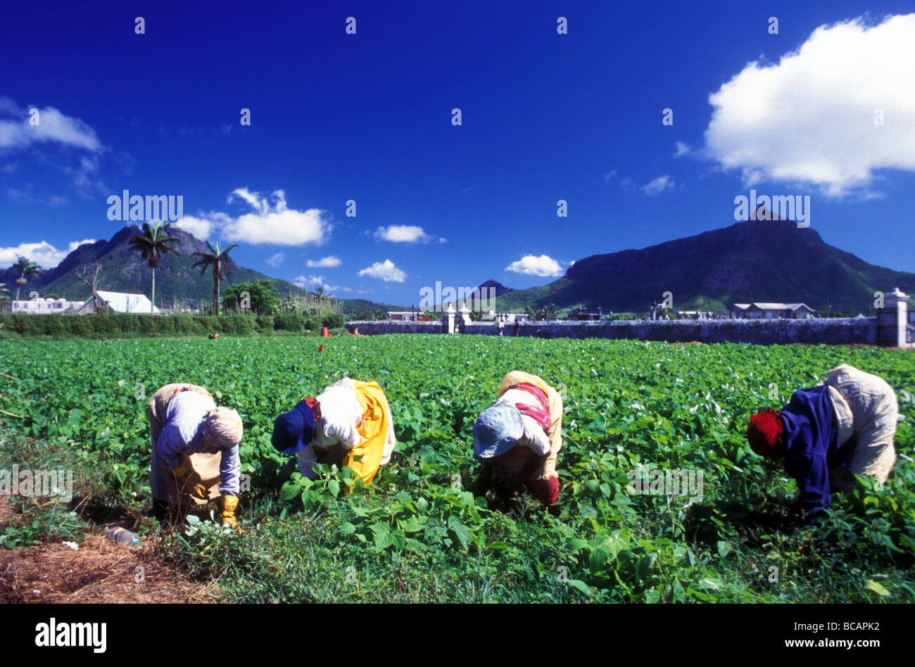 rural scene mauritius Stock Photo - Alamy