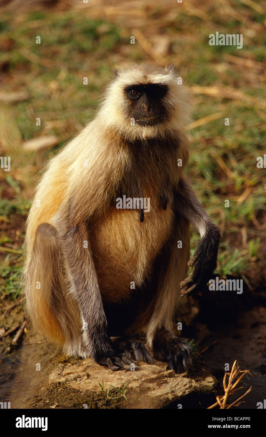 Portrait of an Hanuman Monkey, also called a Common Langur Stock Photo ...