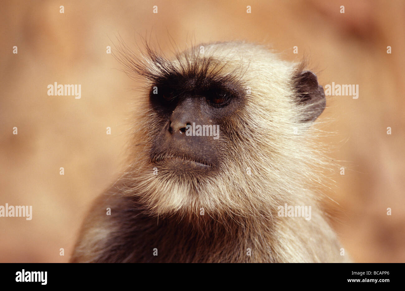 The bushy eyebrows of an Hanuman Monkey, also called a Common Langur ...