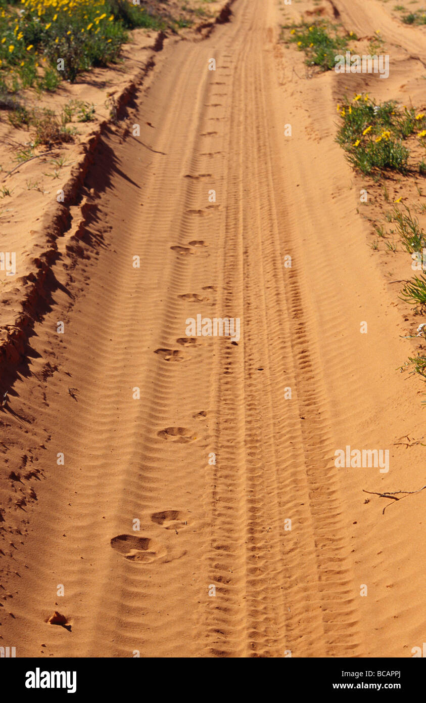 Dingo foot prints alongside tyre marks on a red sand dune track Stock ...