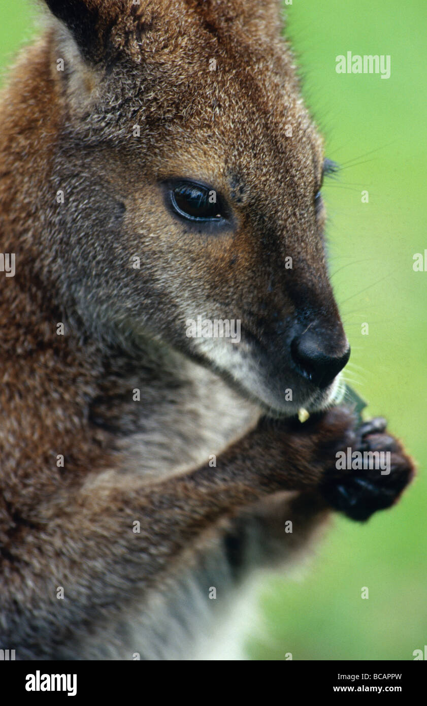 Pretty face wallaby hi-res stock photography and images - Alamy