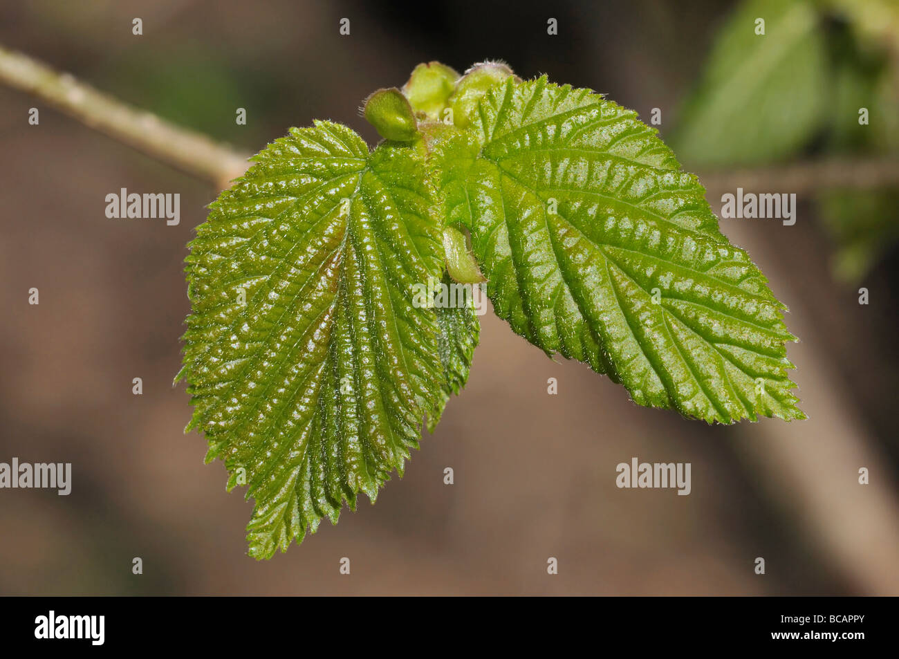 Hazel Corylus avellana Fresh spring leaves Stock Photo - Alamy