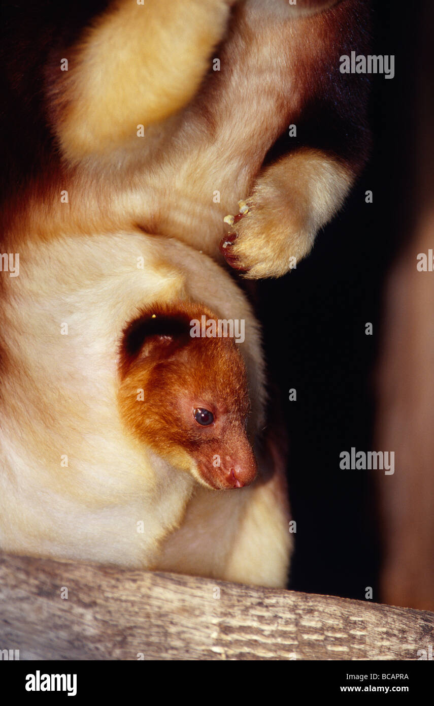 Tree kangaroo pouch hi-res stock photography and images - Alamy