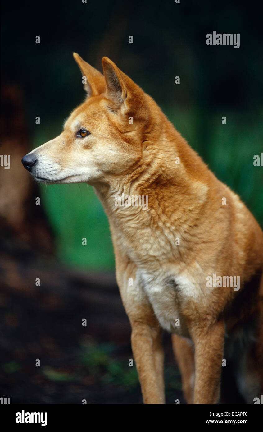 A Dingo with a healthy thick red, orange fur coat, watches alertly ...