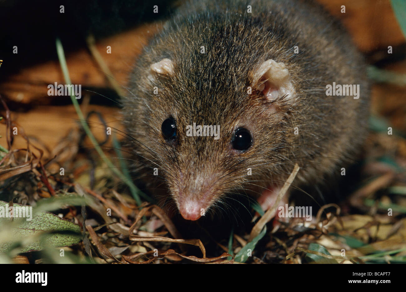 Portrait of a cute Dusky Antechinus with large watchful eyes Stock ...