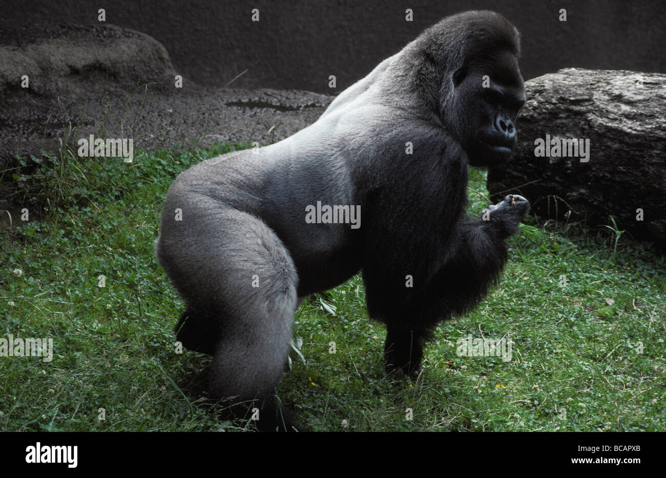 A powerful male silverback Western Lowland Gorilla Stock Photo - Alamy