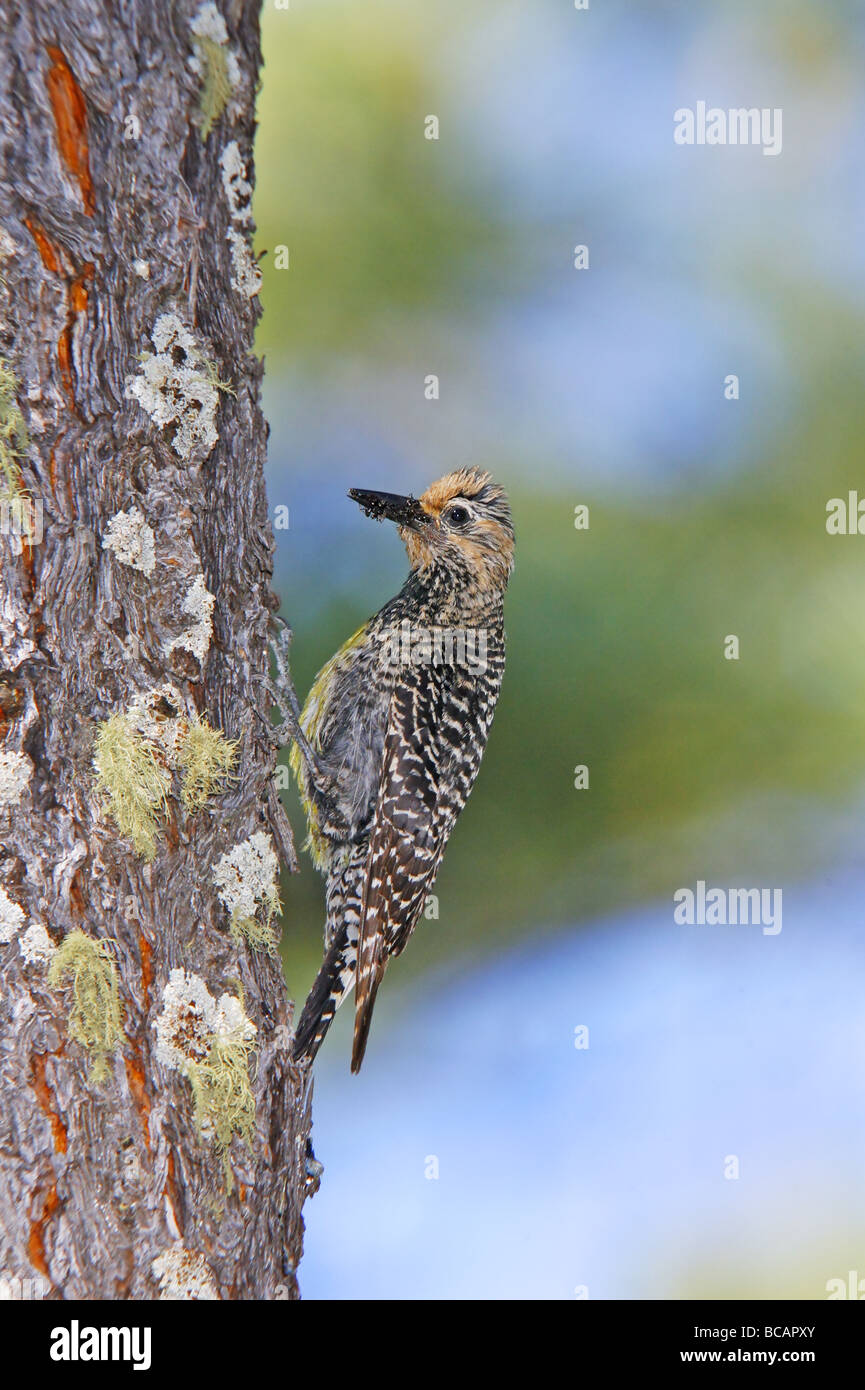 Williamson's Sapsucker adult female Stock Photo - Alamy