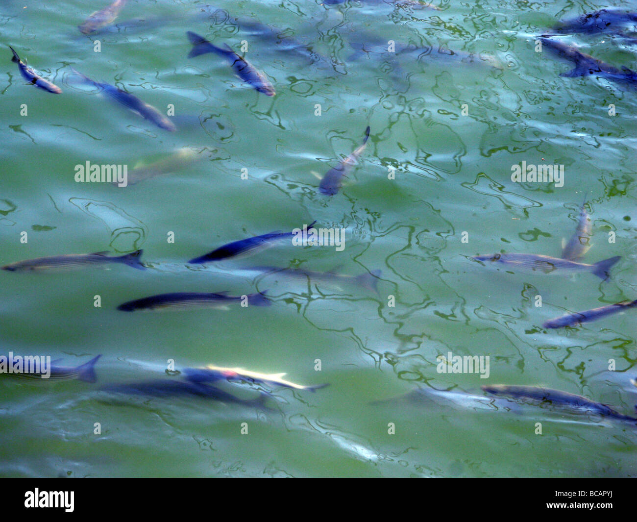 lots of fish swimming in water in sea port Stock Photo - Alamy