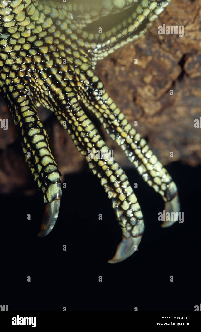 Closeup of the yellow scales on a Philippine Sail-Fin Dragons toes ...