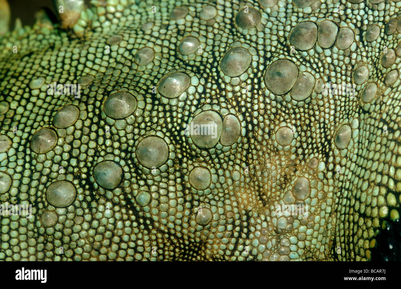 Closeup of the neck and green scales of a Green Iguana Stock Photo - Alamy