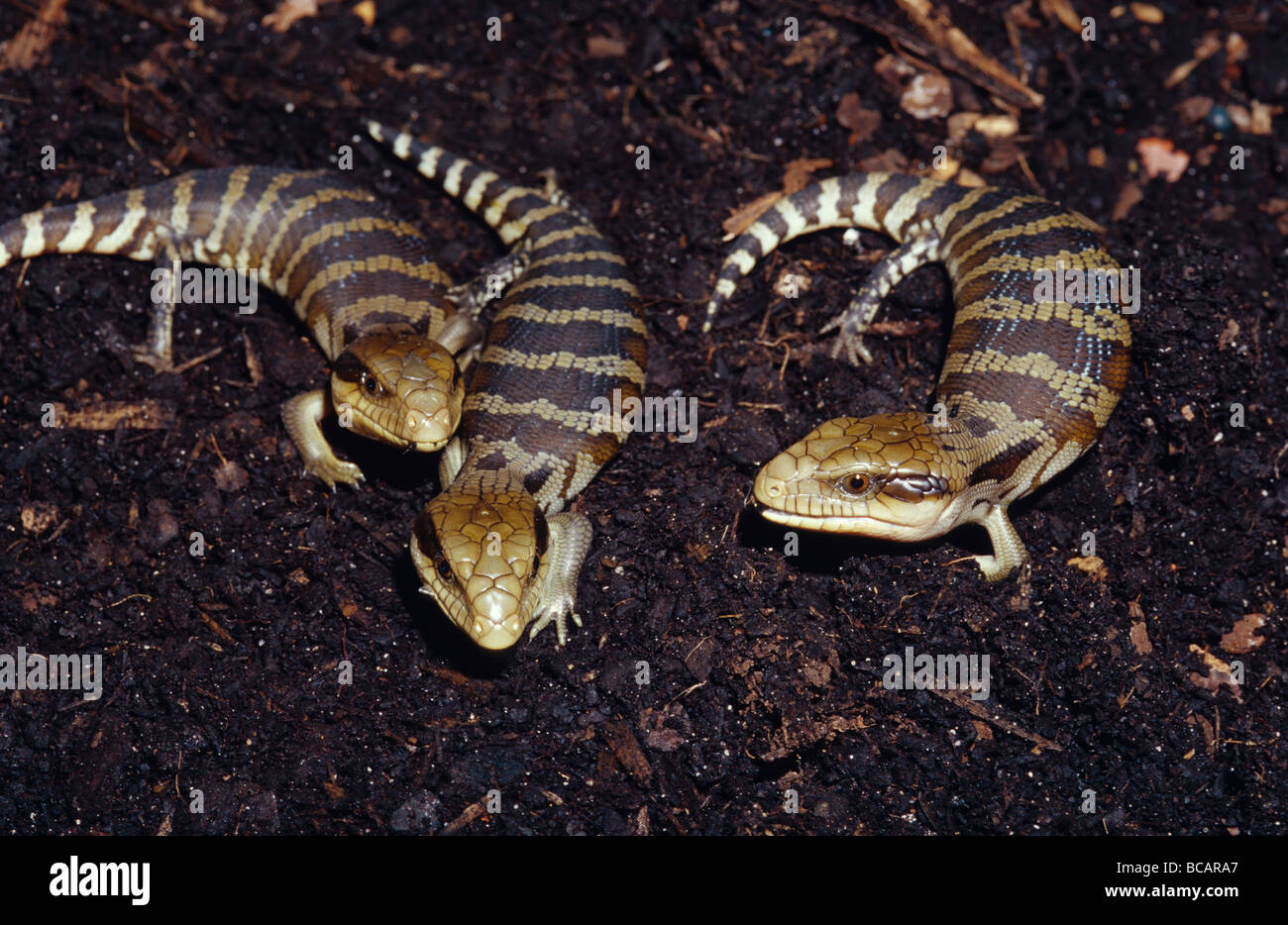 A trio of newborn Blue-Tongue Lizard hatchlings with striped skin Stock ...