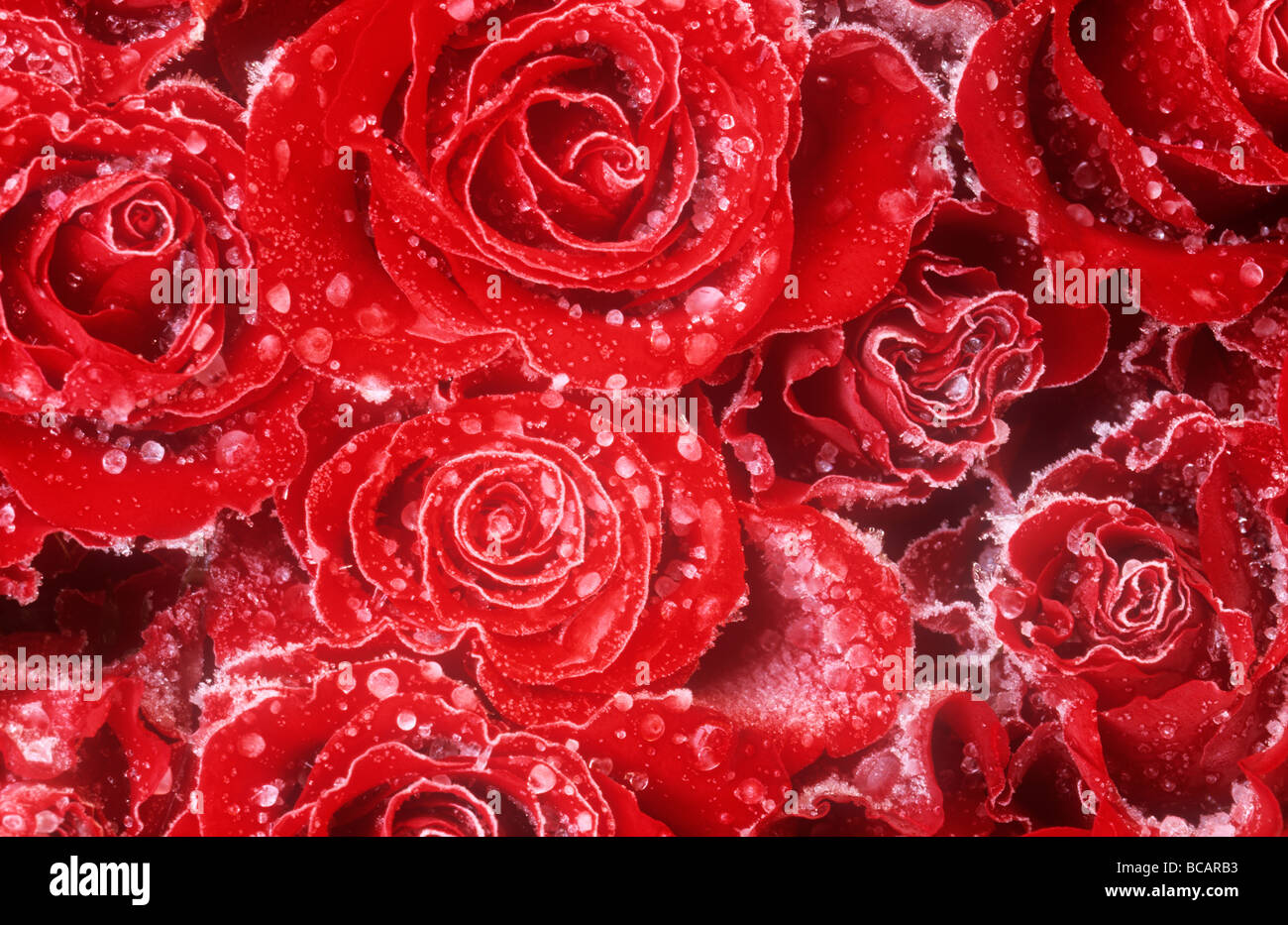 frozen rain drops on red roses Stock Photo - Alamy