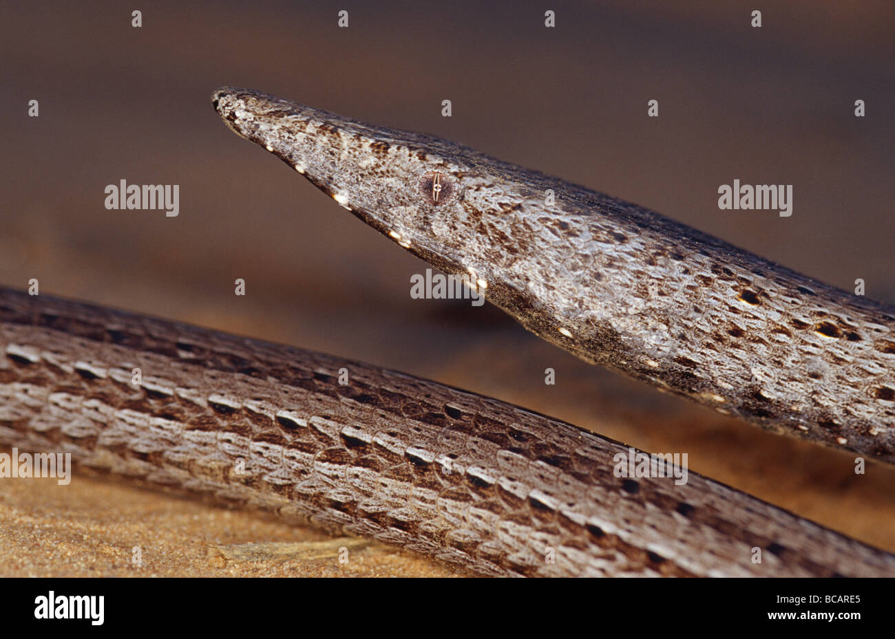 Unusual scale hi-res stock photography and images - Alamy