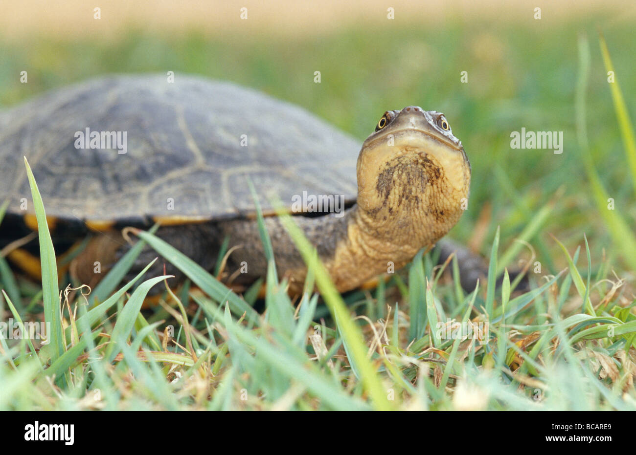 Eastern snake necked turtle hi-res stock photography and images - Alamy