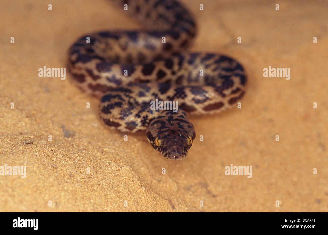 An Eastern Small-Blotched Python coils in readiness to strike Stock ...