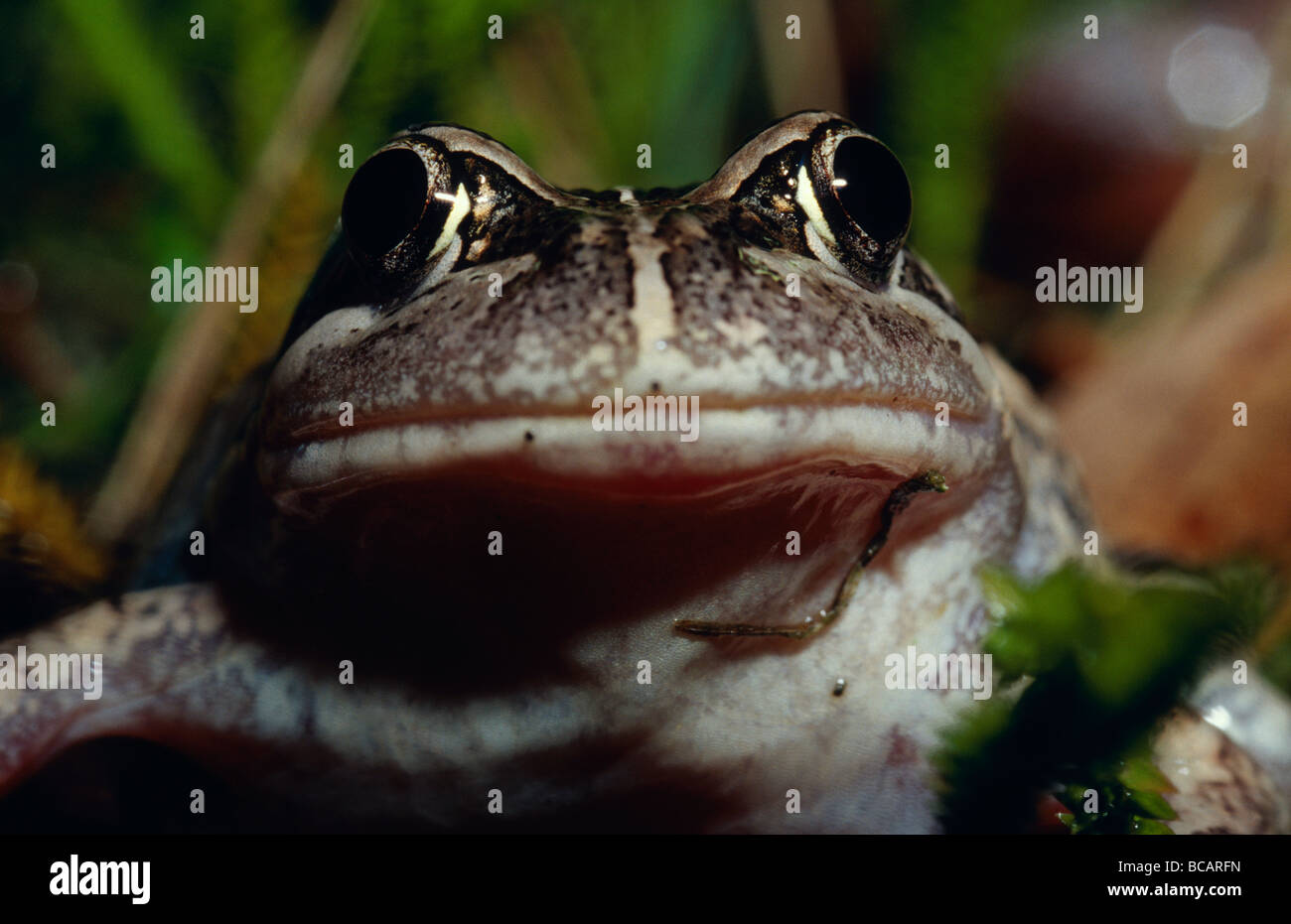 Four bob frog hi-res stock photography and images - Alamy