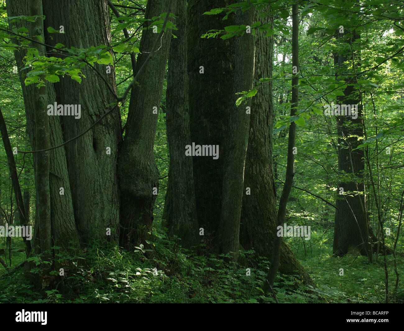 Huge linden trees from middle european natural forest Stock Photo - Alamy