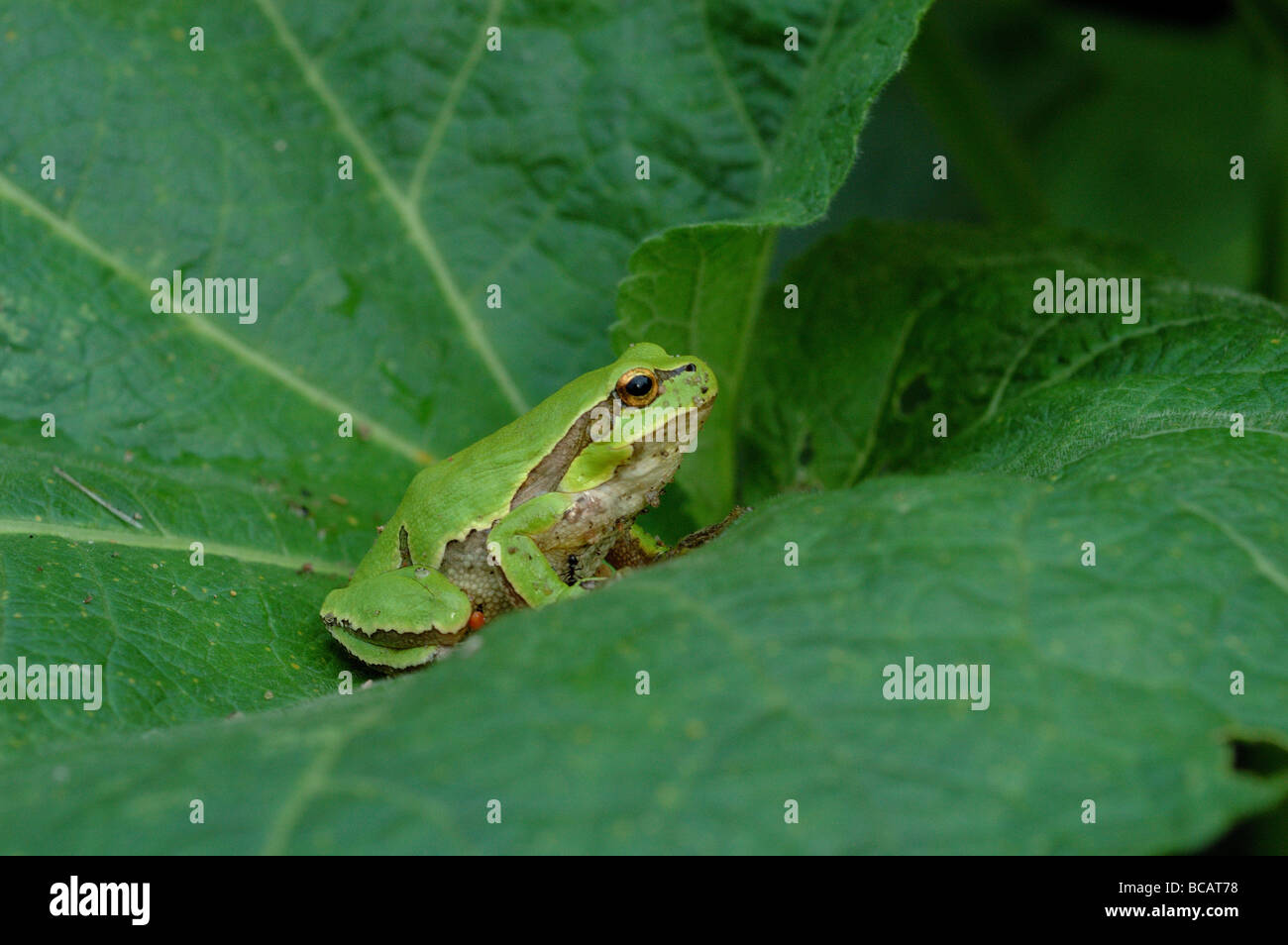 Common tree frog(Hyla arborea) warm up on leaf Stock Photo - Alamy