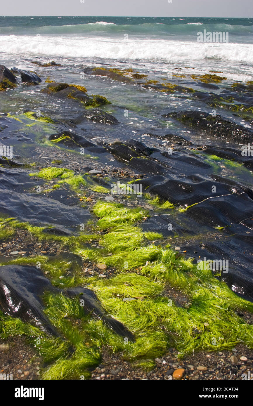 Seaweed on rocky shore, Abereiddy, Pembrokeshire Stock Photo - Alamy