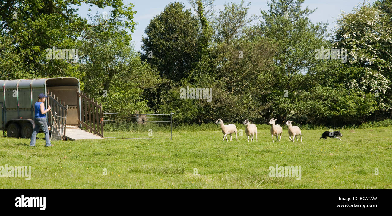 Working sheep dog rounding sheep hi-res stock photography and images ...