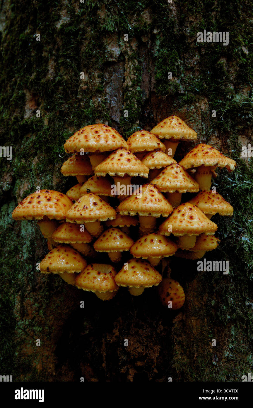 Group of tree fungus Stock Photo - Alamy