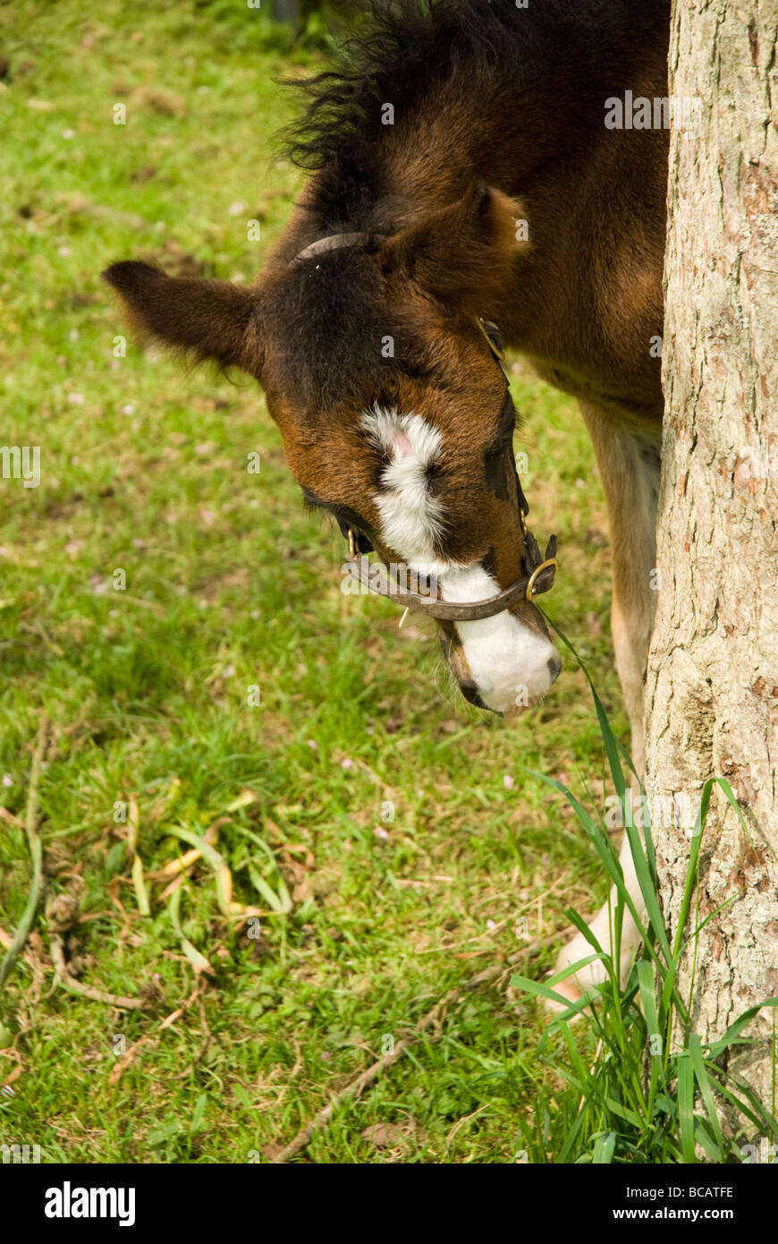 Horse studs hi-res stock photography and images - Alamy