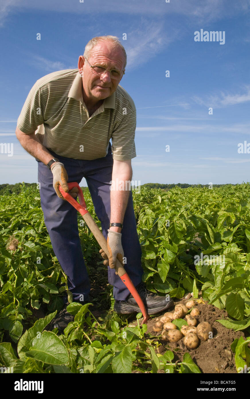 A man digging up potatoes Stock Photo - Alamy
