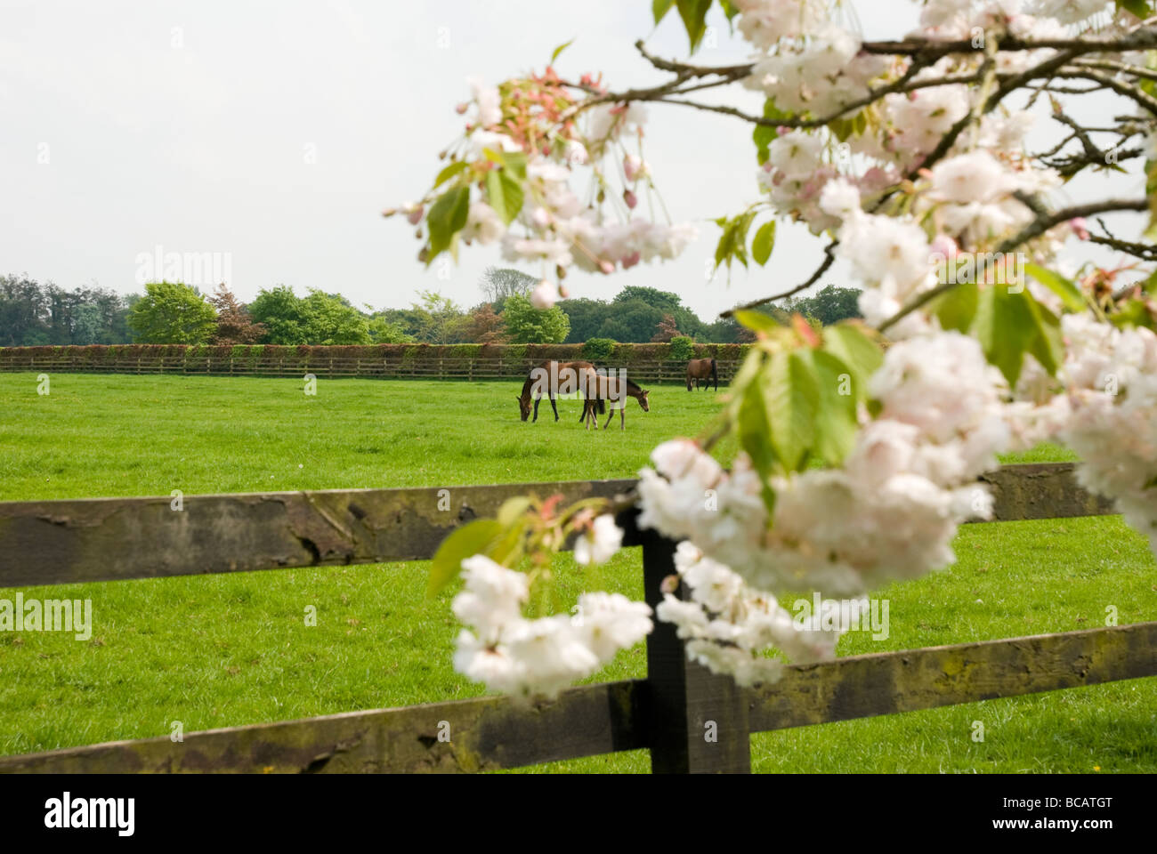 Irish National Stud Farm Stock Photos & Irish National Stud Farm Stock ...