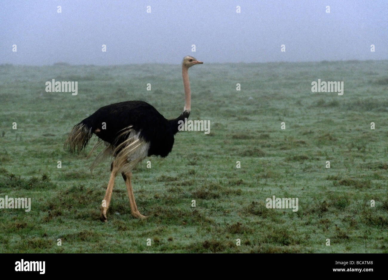 A male OSTRICH Struthio Camelus in the early morning mist NGORONGORO ...