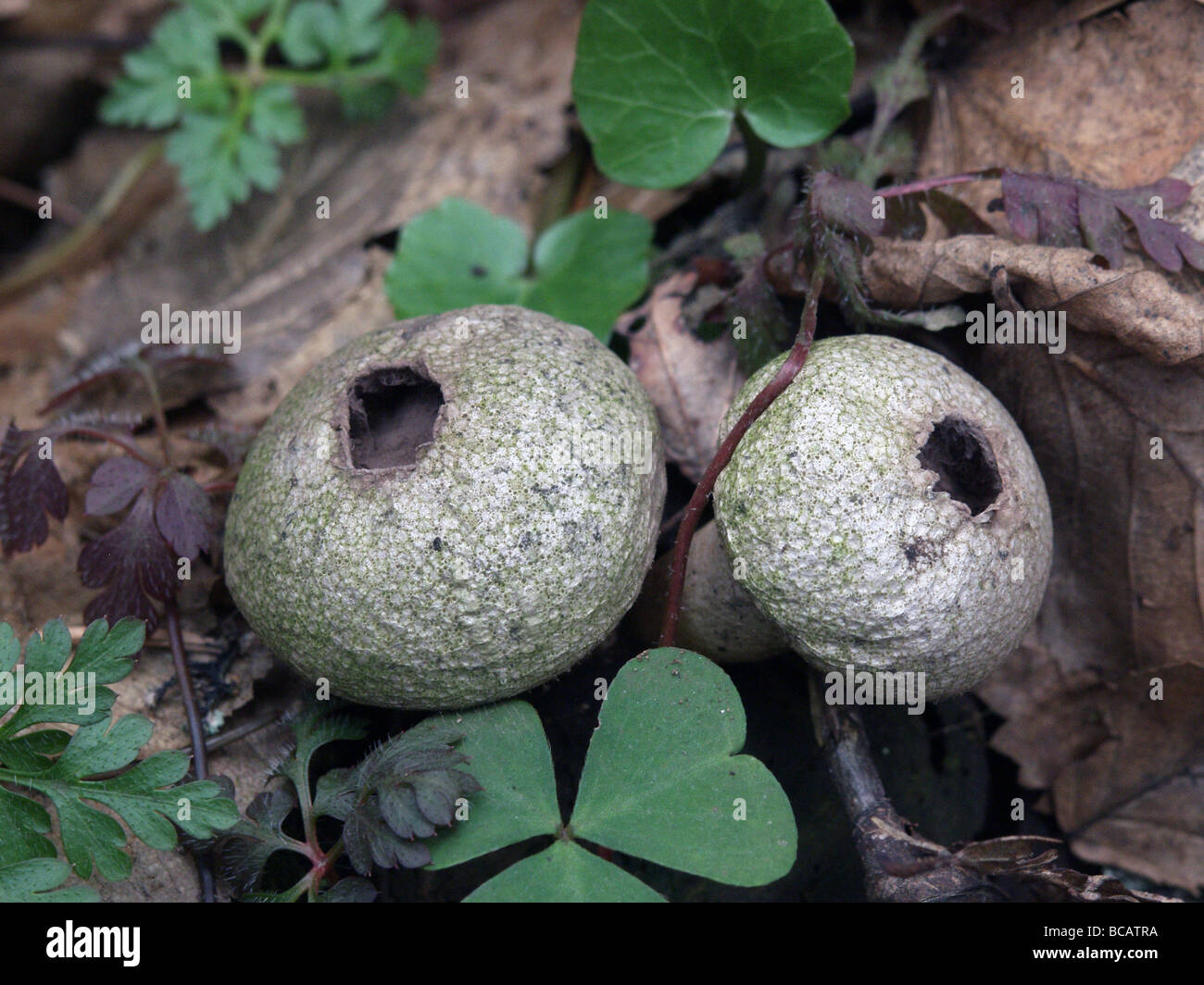 Puffball fungus closeup Stock Photo - Alamy