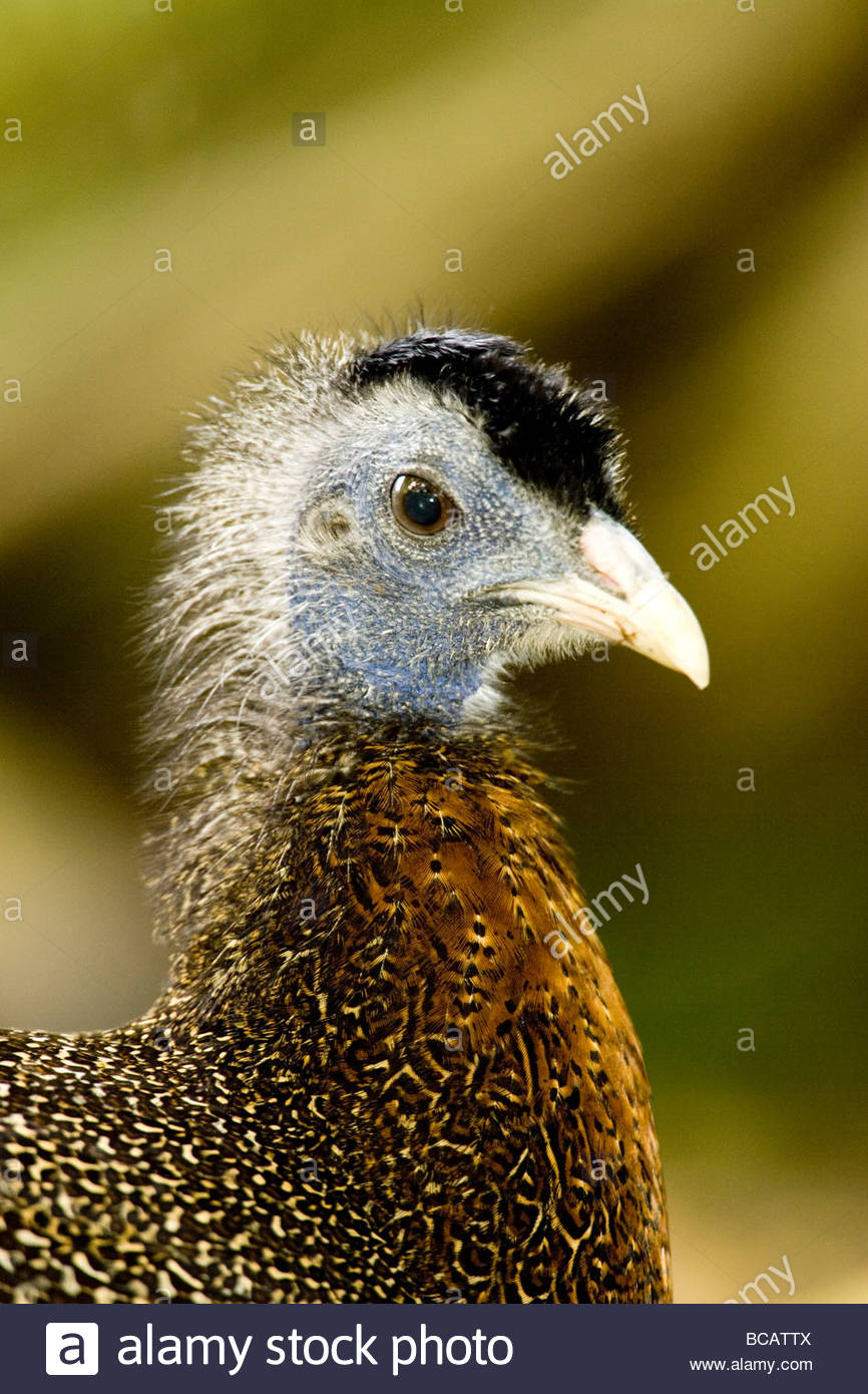 Argus Pheasant High Resolution Stock Photography and Images - Alamy