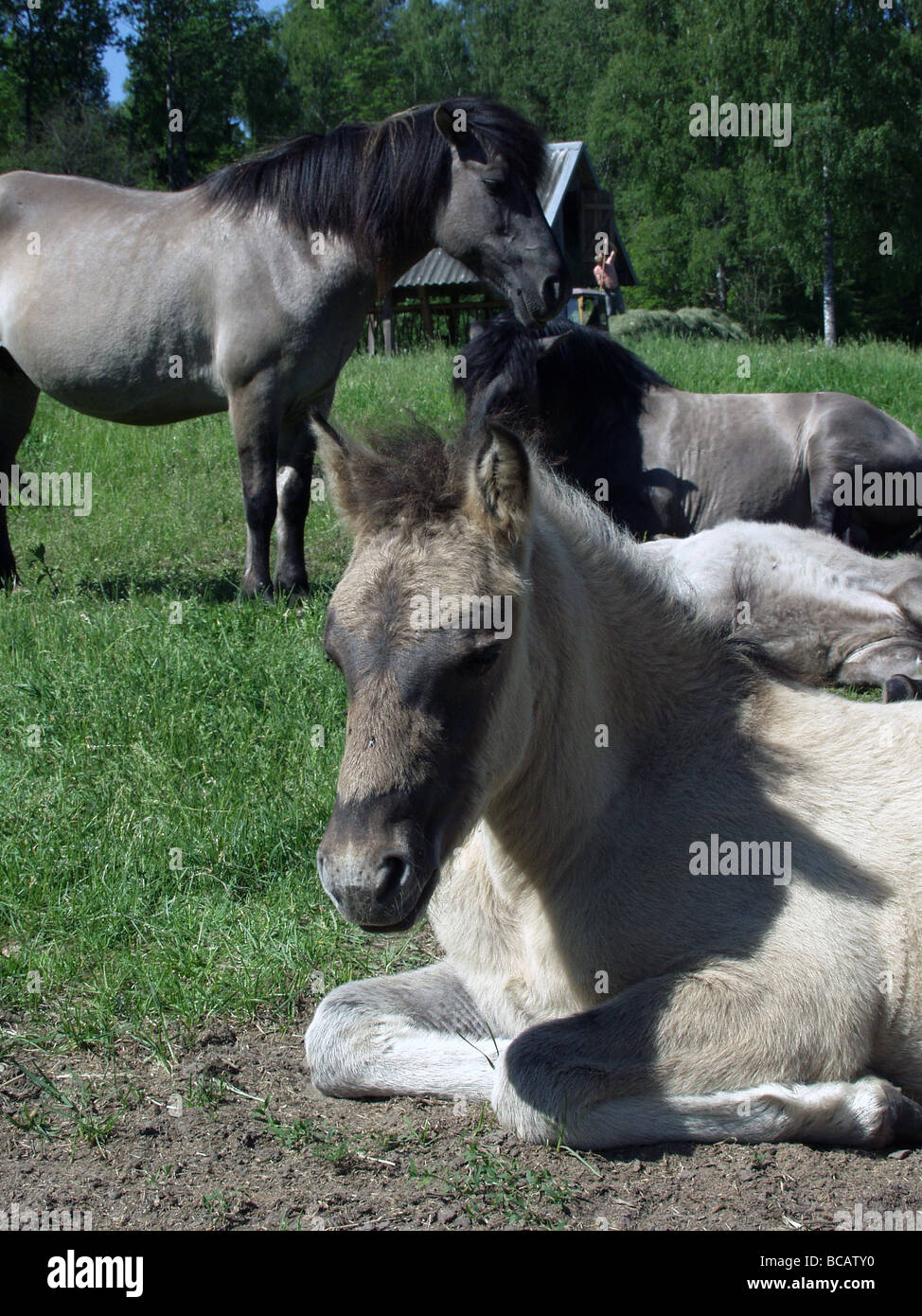 Tarpan stallion hi-res stock photography and images - Alamy