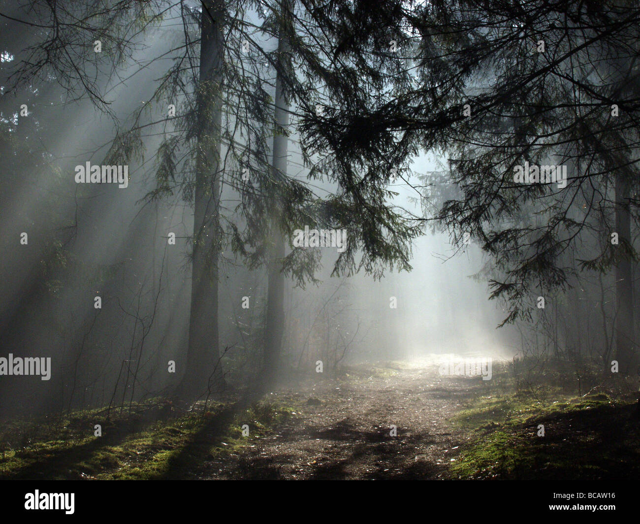 Early morning sunrise and forest Stock Photo - Alamy