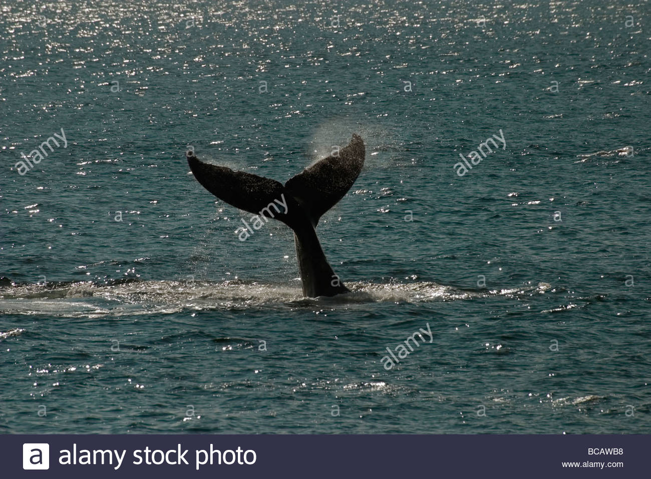 Humpback Whale lifts its fluke. I Stock Photo - Alamy