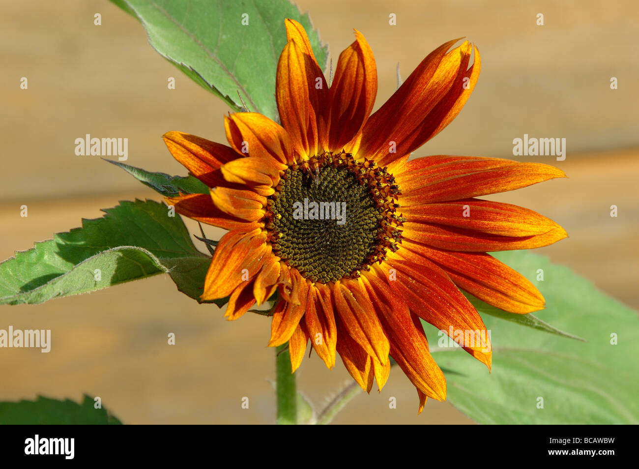 Fuzzy sunflower stem hi-res stock photography and images - Alamy