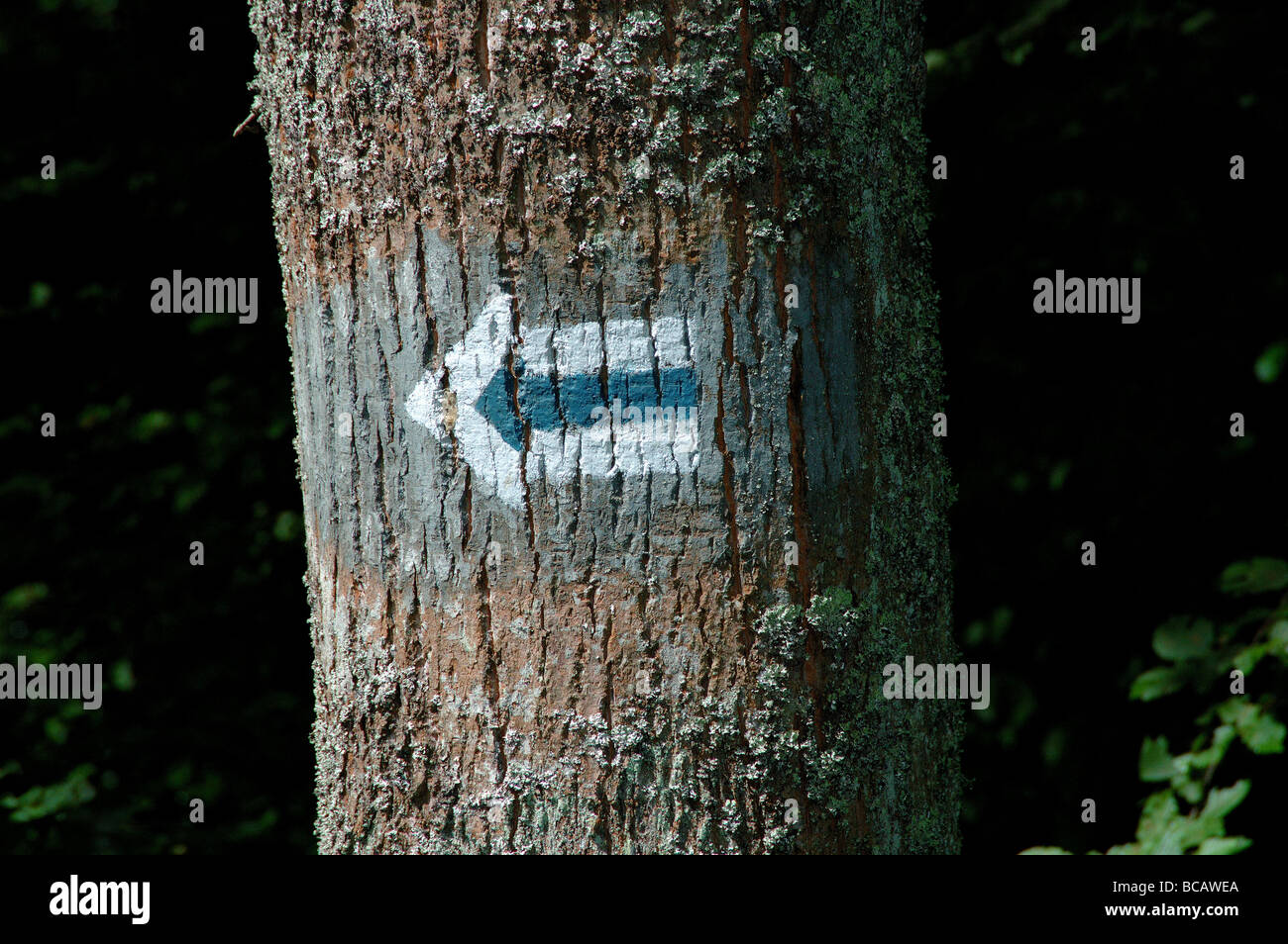 Left path sign on the tree against dark background Stock Photo - Alamy