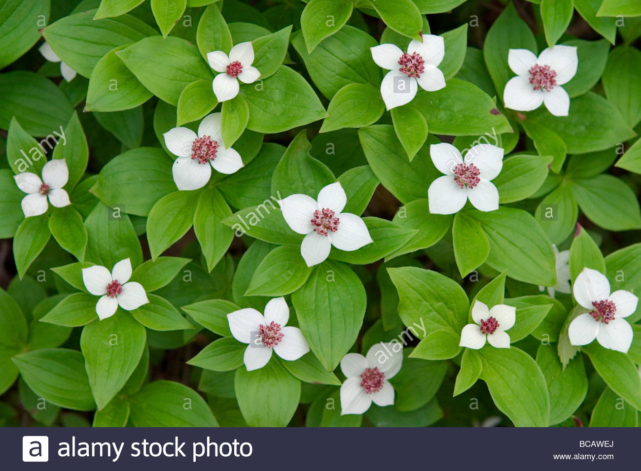 Soft light on Dwarf Dogwood (Cornus canadensis Stock Photo - Alamy