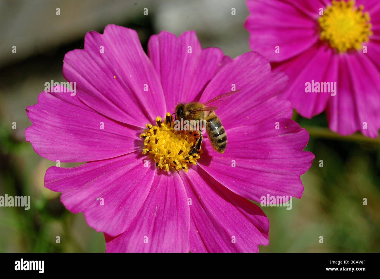 Mexican aster and bee Stock Photo - Alamy