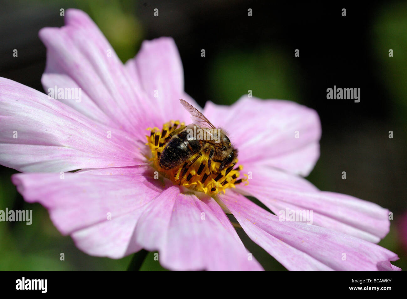 Mexican aster and bee Stock Photo - Alamy