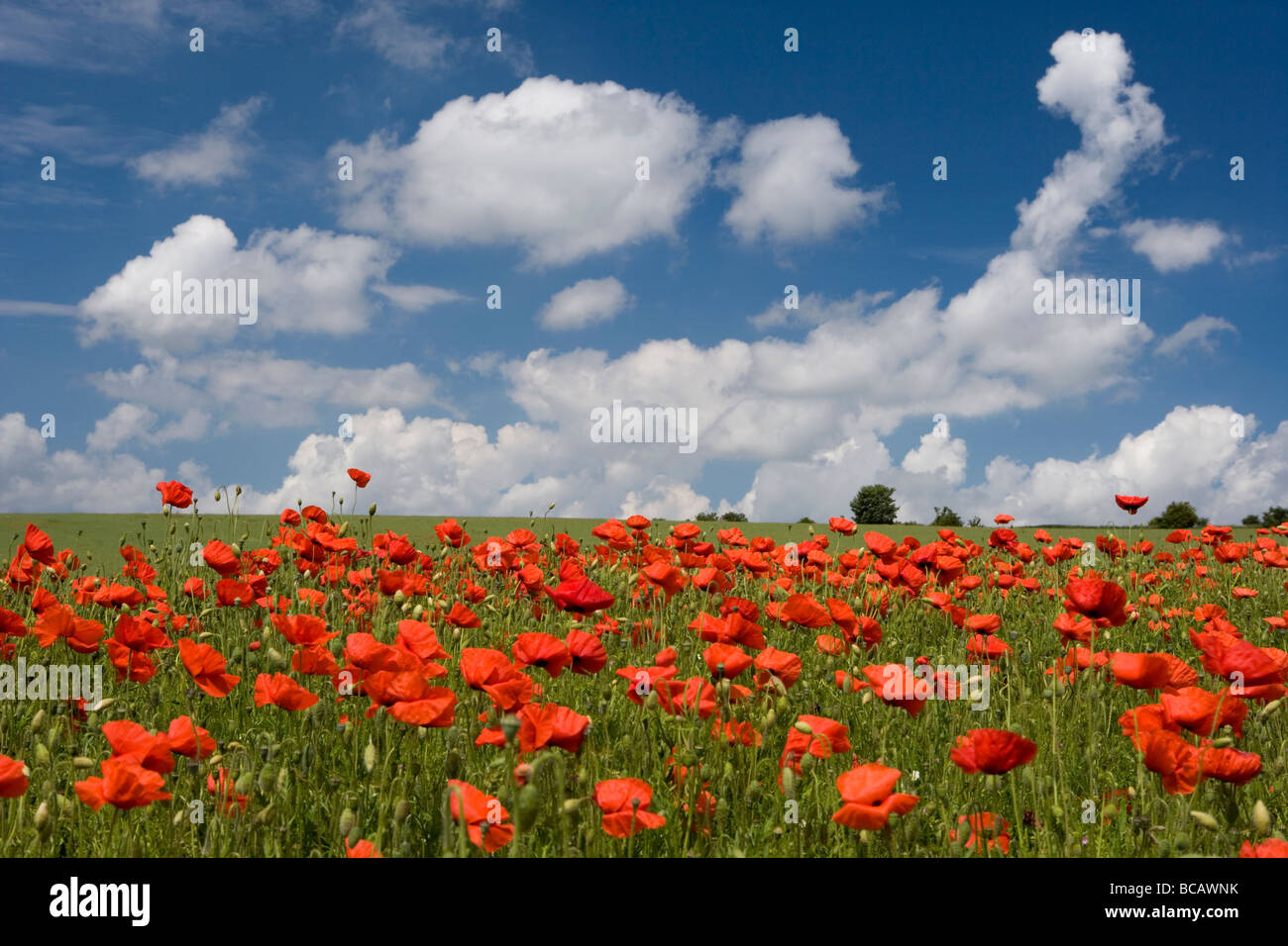 Poppy field in Kent, United Kingdom Stock Photo - Alamy