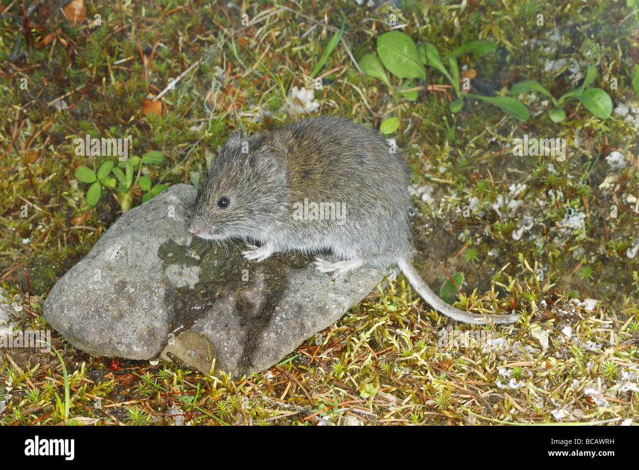 Long-tailed Vole Microtus longicaudus Stock Photo - Alamy