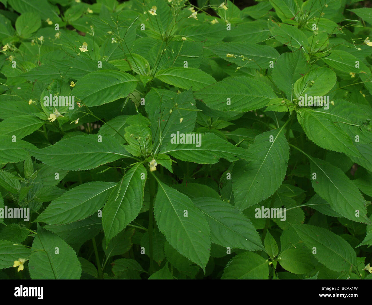Small balsam impatiens parviflora hi-res stock photography and images ...